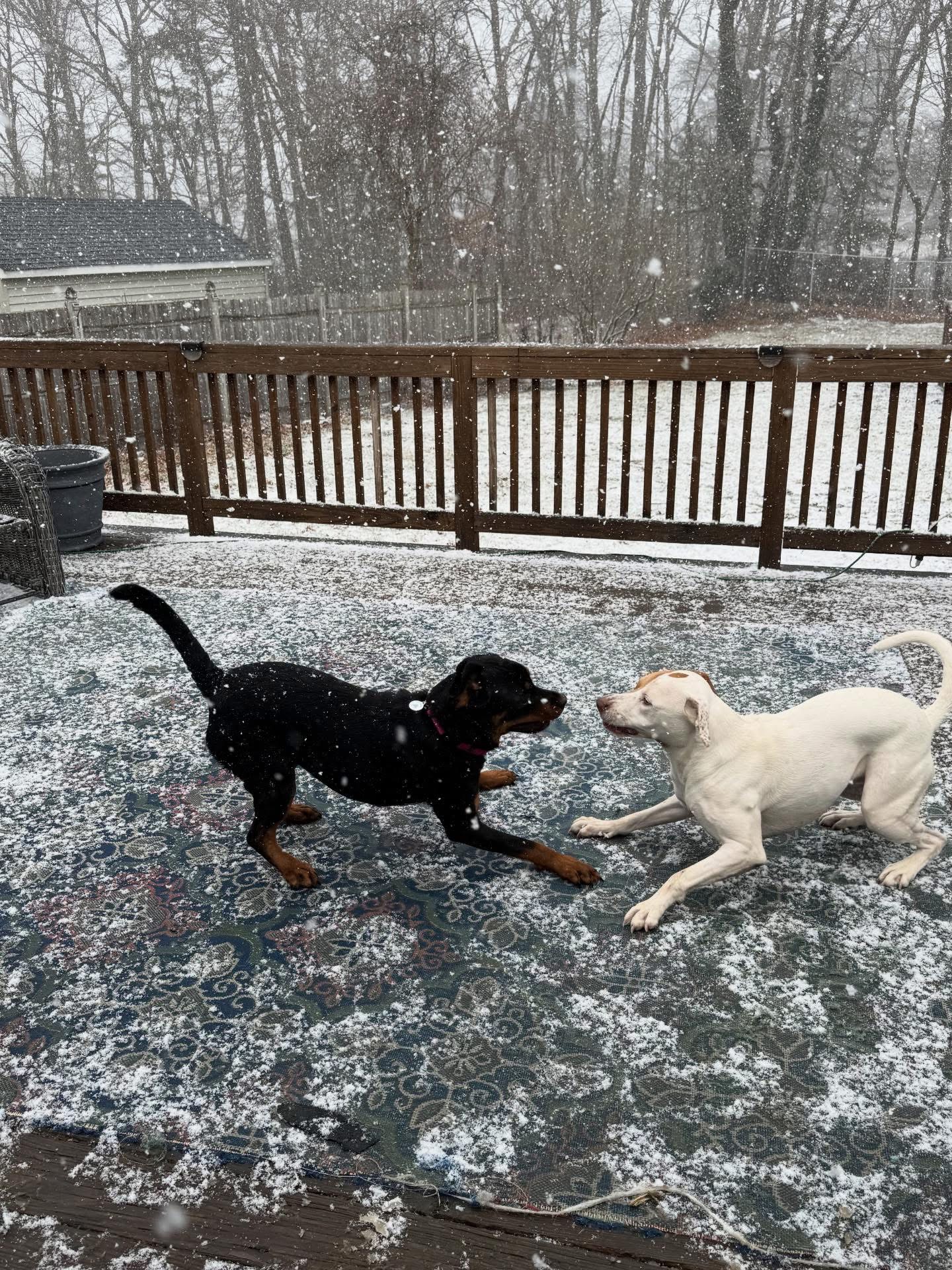 Adoptable Dogs – Safe With Us Animal Rescue