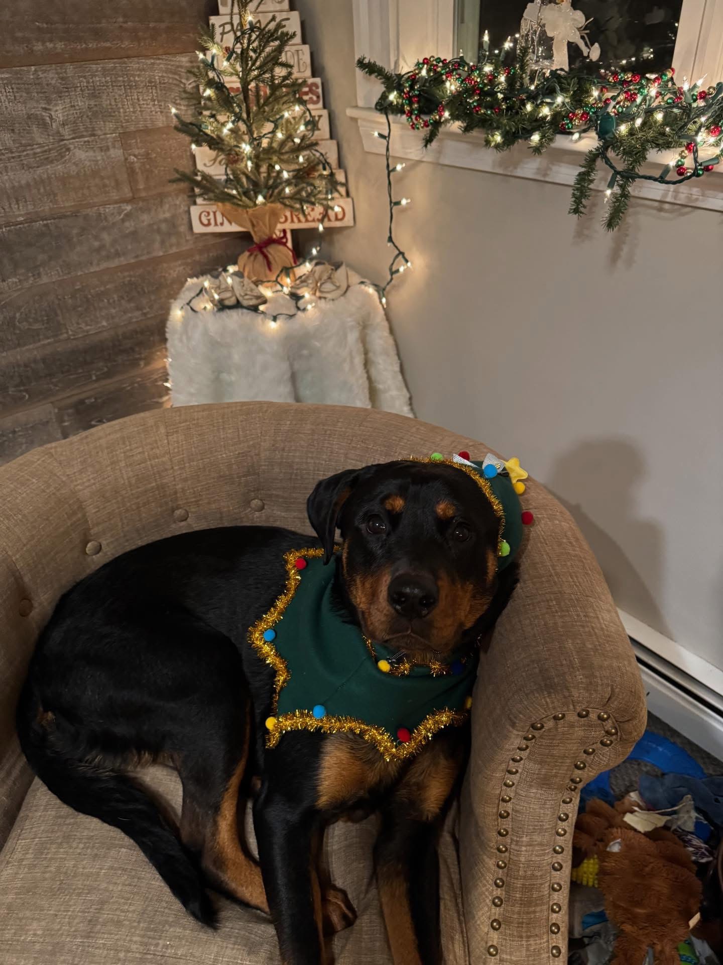 Adoptable Dogs – Safe With Us Animal Rescue